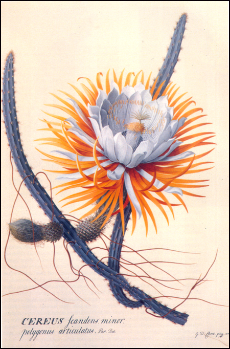 Botanical Illustration History