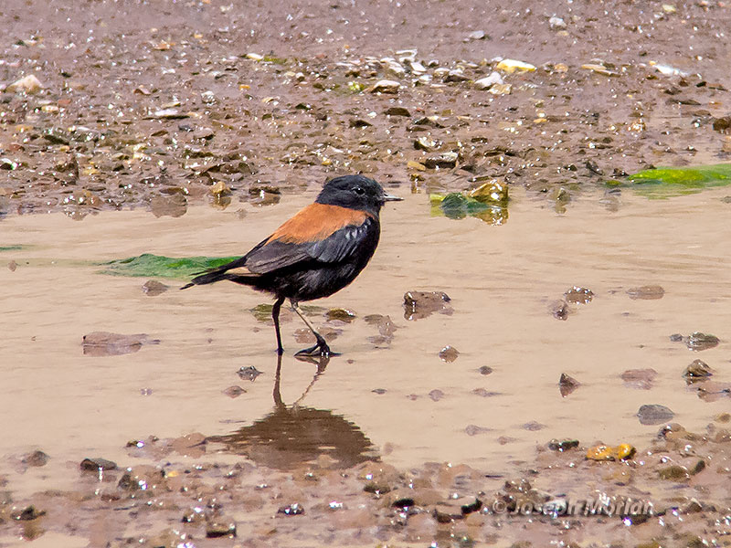Austral Negrito ( Lessonia rufa)