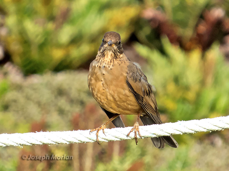 Austral Thrush (Turdus falcklandii)