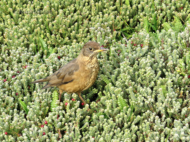 Austral Thrush (Turdus falcklandii)