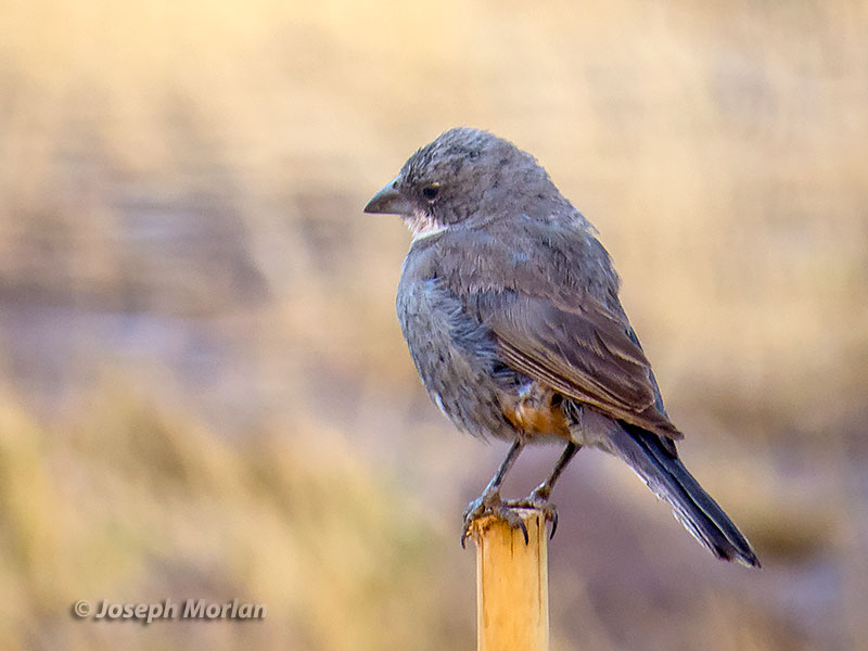 Common Diuca-Finch (Diuca diuca)