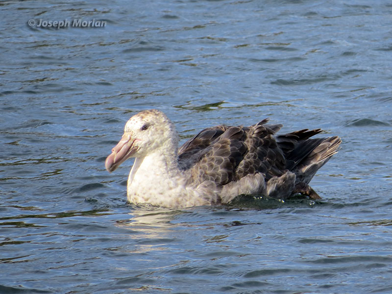 Northern Giant-Petrel (Macronectes halli)