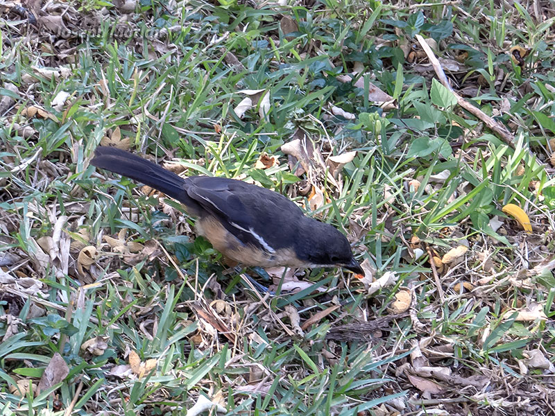 Southern Boubou (Laniarius ferrugineus)