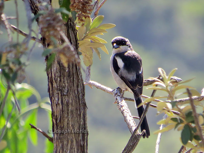 Southern Fiscal (Lanius collaris)