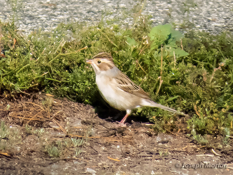 Clay-colored Sparrow (Spizella pallida)