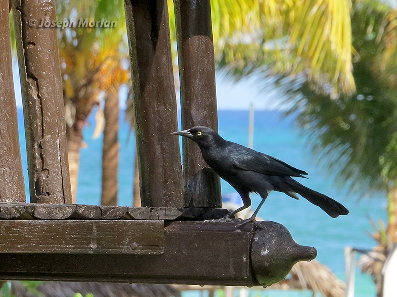 Greater Antillean Grackle (Quiscalus niger gundlachii) 13 November 2015 ...