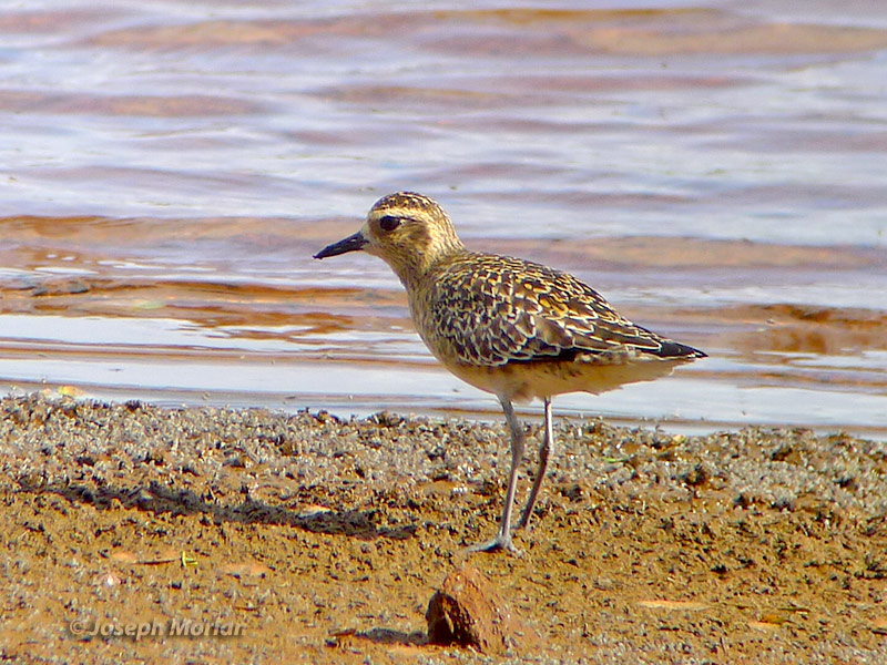 Pacific Golden-Plover (Pluvialis fulva)