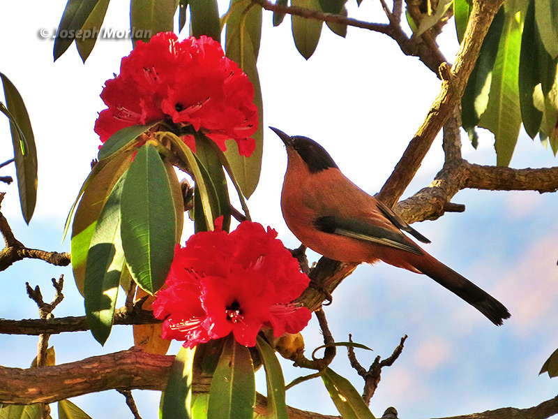 Rufous Sibia (Heterophasia capistrata nigriceps)