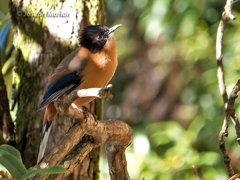 Rufous Sibia (Heterophasia capistrata nigriceps)
