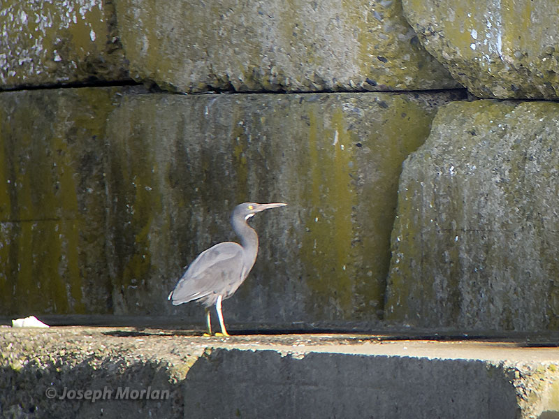 Pacific Reef-Heron (Egretta sacra)