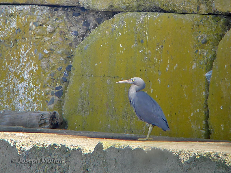 Pacific Reef-Heron (Egretta sacra)