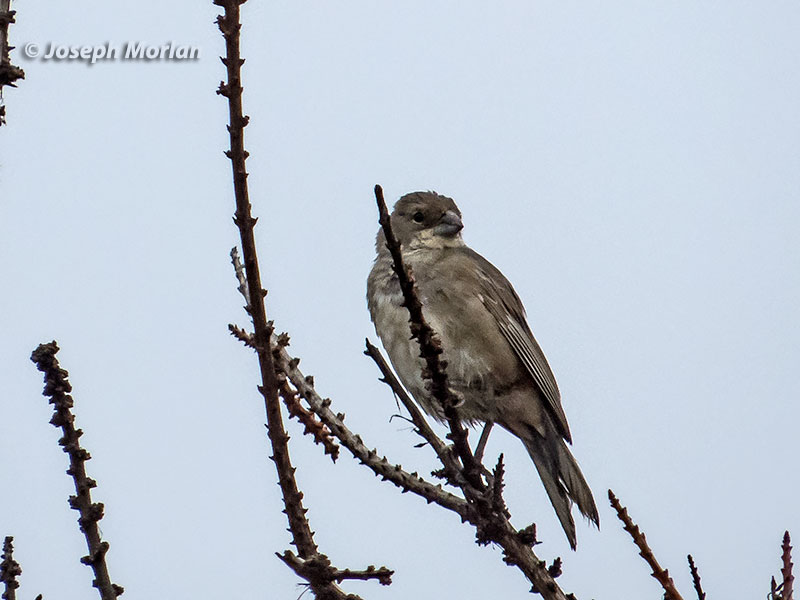 Common Diuca-Finch (Diuca diuca crassirostris)