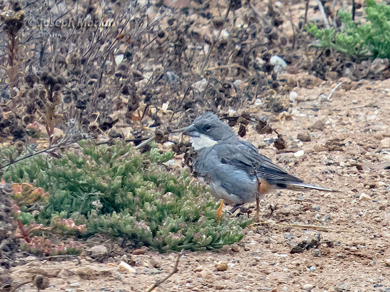 Common Diuca-Finch (Diuca diuca crassirostris)