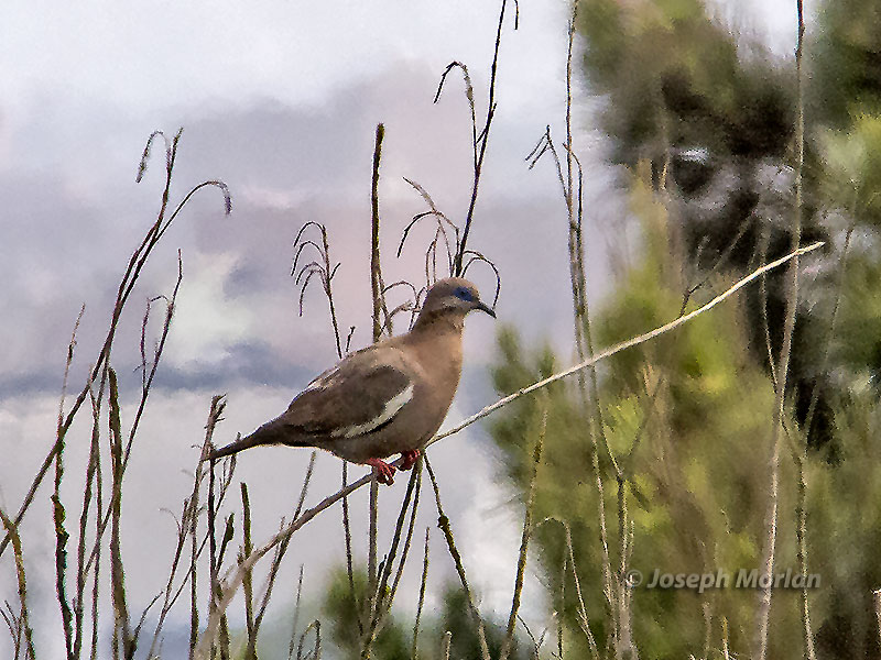 West Peruvian Dove (Zenaida meloda)