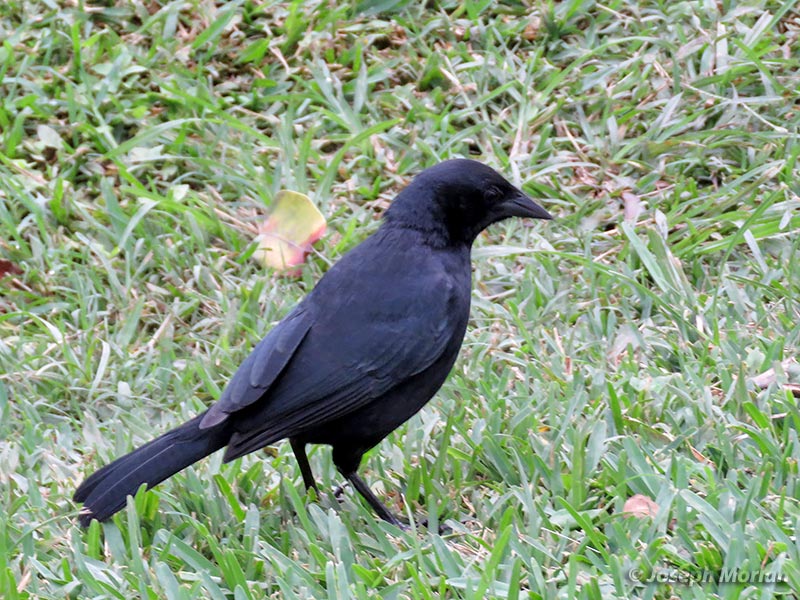 Scrub Blackbird (Dives warczewiczi kalinowskii)