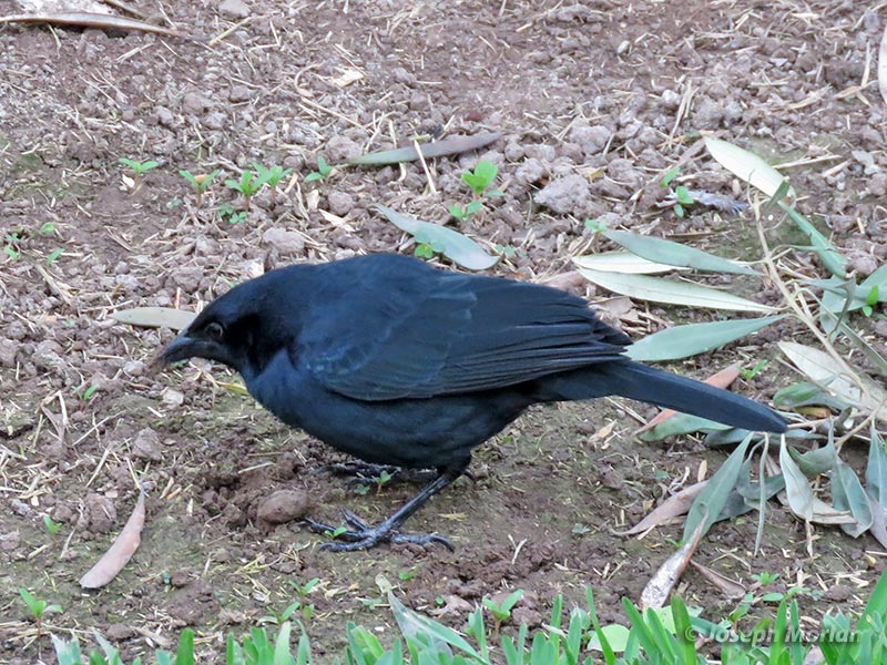 Scrub Blackbird (Dives warczewiczi kalinowskii)
