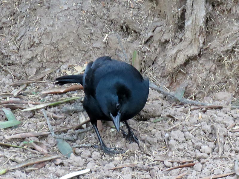 Scrub Blackbird (Dives warczewiczi kalinowskii)