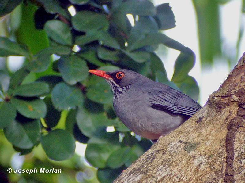 Red-legged Thrush (Turdus plumbeus ardosiaceus)