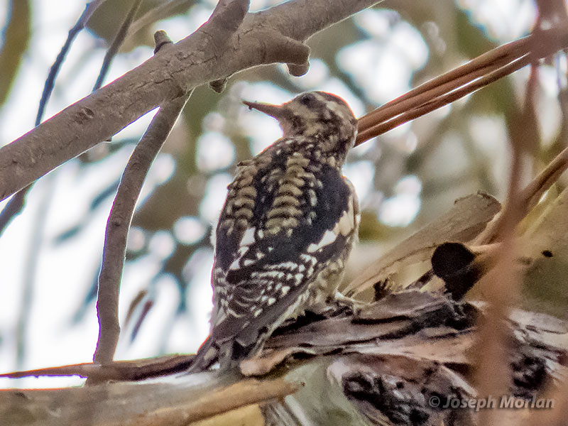 Yellow-bellied Sapsucker (Sphyrapicus various)