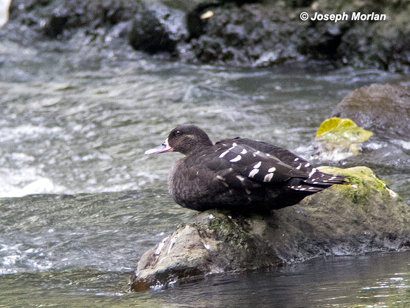 African Black Duck (Anas sparsa leucostigma)