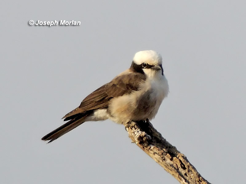 White-rumped Shrike (Eurocephalus rueppelli)